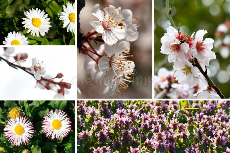 Collage de la flora imagen de archivo. Imagen de cubo - 19185171