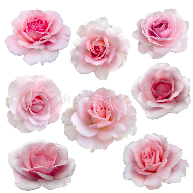 Collage of Delicate Pink Roses Stock Image - Image of frame, abstract ...