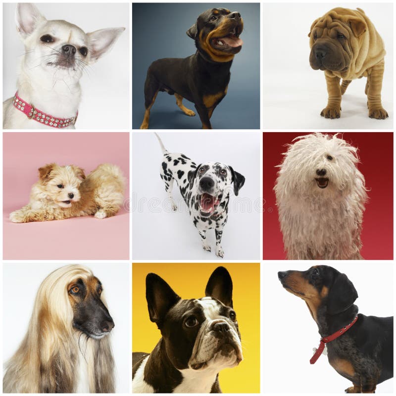 Collage Di Vari Cani Di Animale Domestico Immagine Stock - Immagine di ...