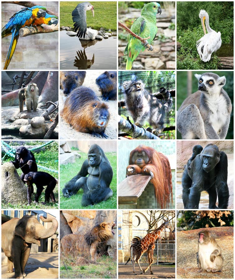 Animals Collage stock photo. Image of collages, montage - 36395366