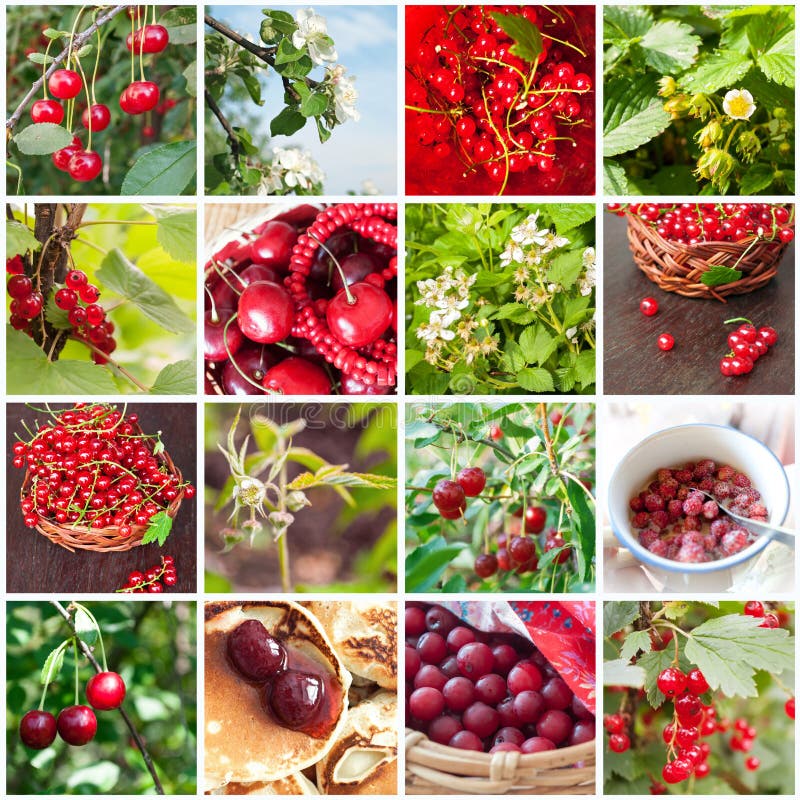 Collage with Different Berries Stock Photo - Image of food, flowers ...
