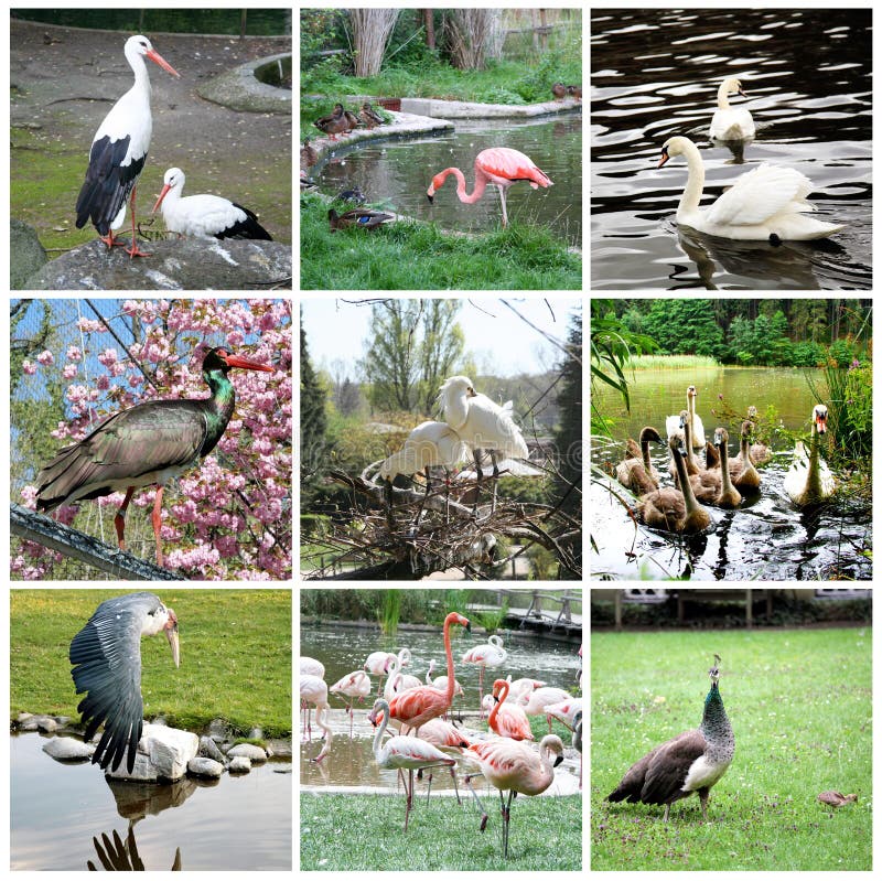 Collage of different birds stock photo. Image of flower - 30358034