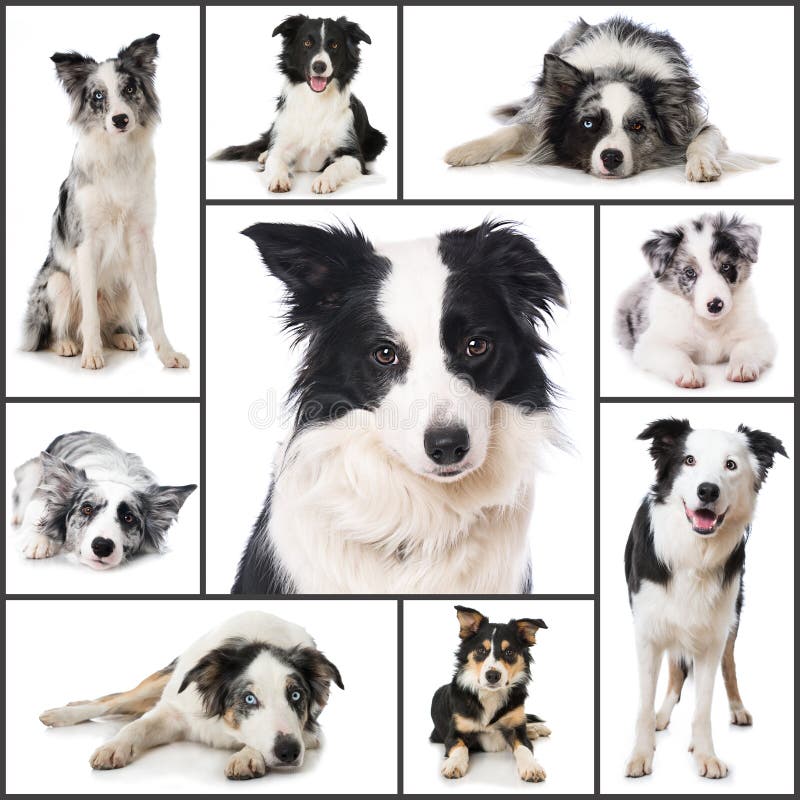 Collage of Different Border Collie Dogs Stock Photo - Image of portrait ...