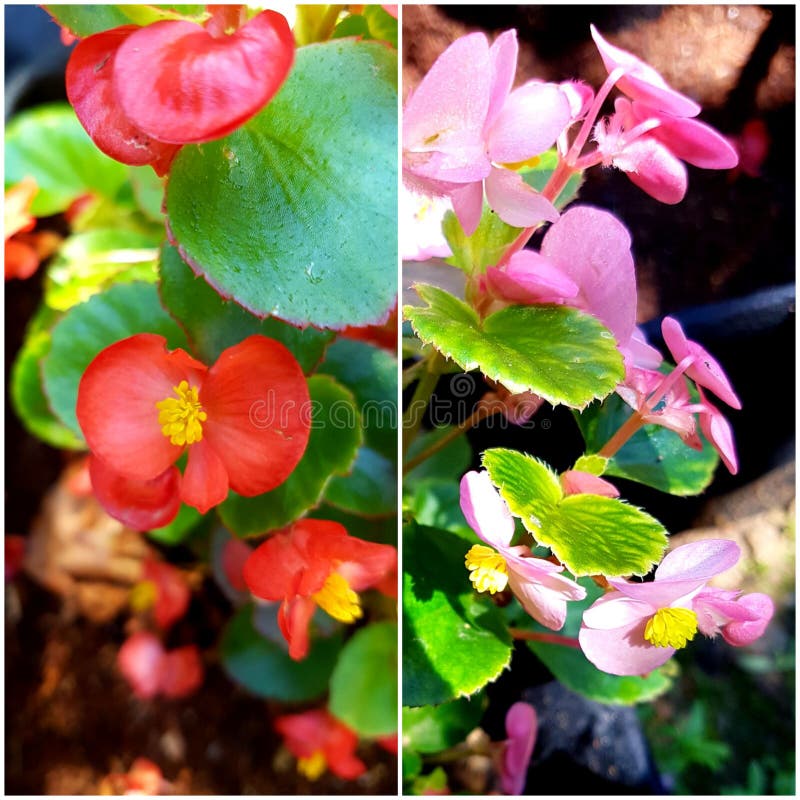 Collage of Different Colors of Begonia Stock Image - Image of leaf ...