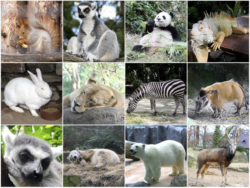 647 Zoo Collage Photos - Free & Royalty-Free Stock Photos from Dreamstime