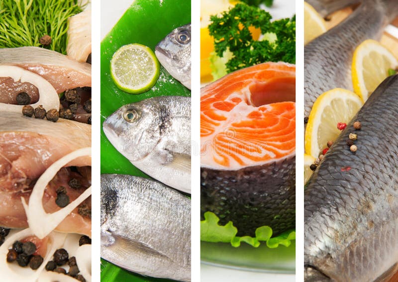 Collage of different fish stock image. Image of collection - 171762609