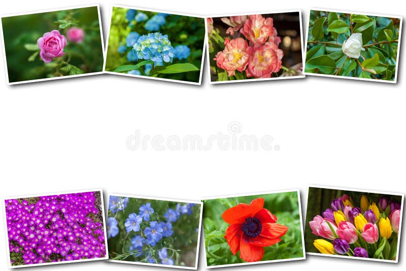 Collage of Different Flowers on a White Background Stock Photo - Image ...