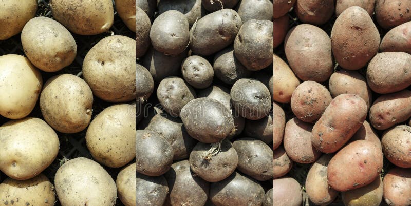 Collage of Different Kinds of Potatoes Stock Image - Image of mixed ...