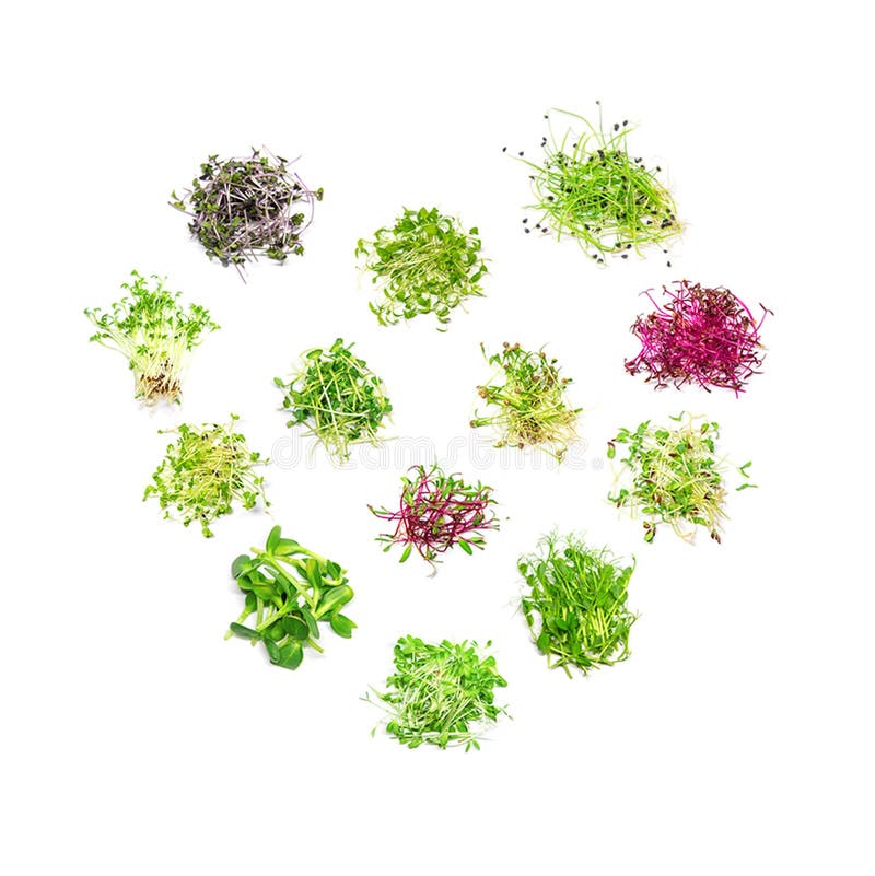 Collage of Different Microgreens on a White Background. Selective Focus ...