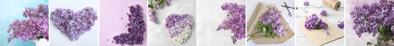 Collage with Different Photos of Beautiful Lilac Flowers Stock Photo ...