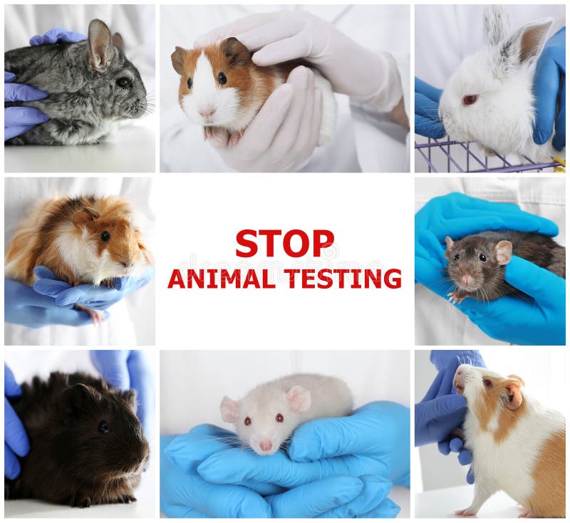 Collage with Different Photos and Text STOP ANIMAL TESTING Stock Photo ...