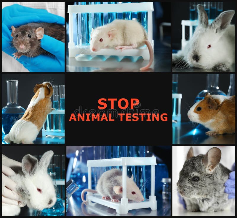 Collage with Different Photos and Text STOP ANIMAL TESTING Stock Photo ...