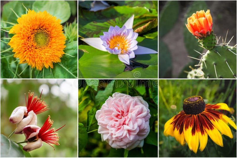 Collage from Different Pictures of Beautiful Flowers Stock Illustration ...