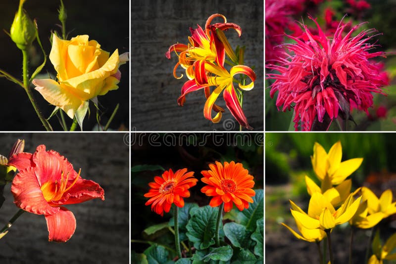 Collage from Different Pictures of Beautiful Flowers Stock Illustration ...