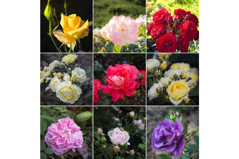 Collage from Different Pictures of Roses Flowers. Stock Photo - Image ...