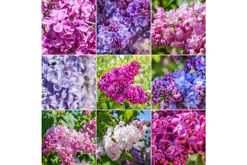 Collage from Different Pictures of Varietal Lilac. Stock Image - Image ...