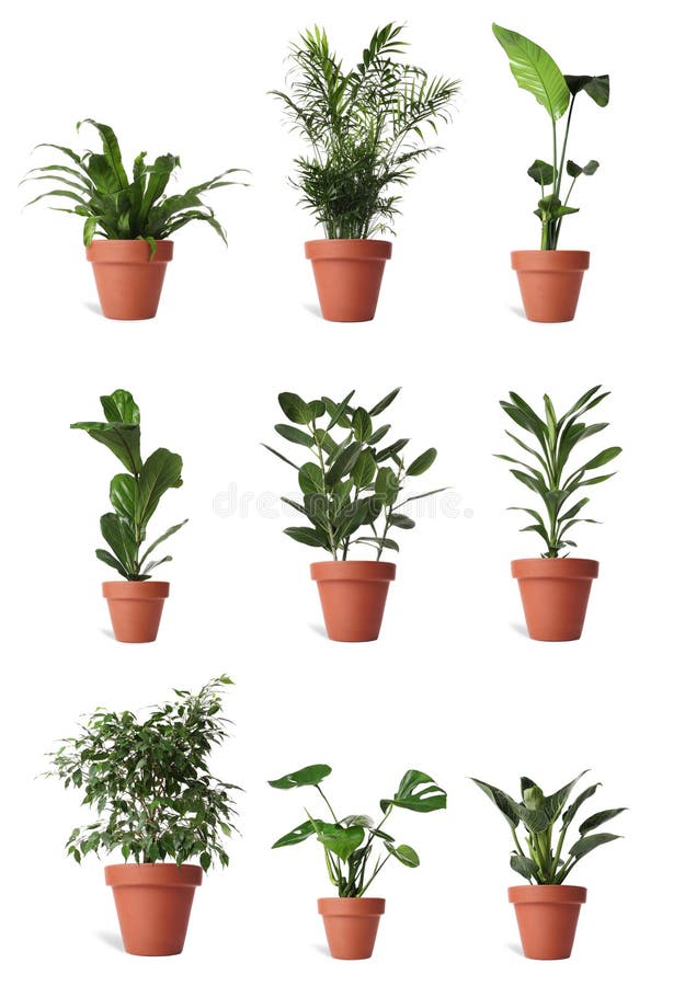 Collage with Different Potted Plants on White Background. House Decor ...