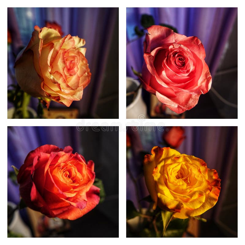 Collage of Different Roses in Blossom Stock Image - Image of closeup ...