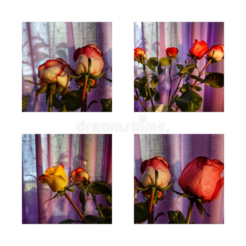 Collage of Different Roses in Blossom Stock Photo - Image of shape ...