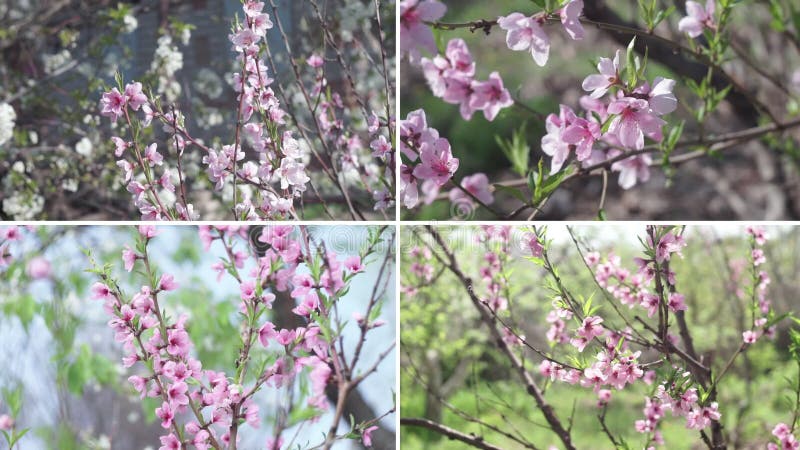 Collage of Spring Flowers. a Diverse Collection of Flowers. Stock Video ...