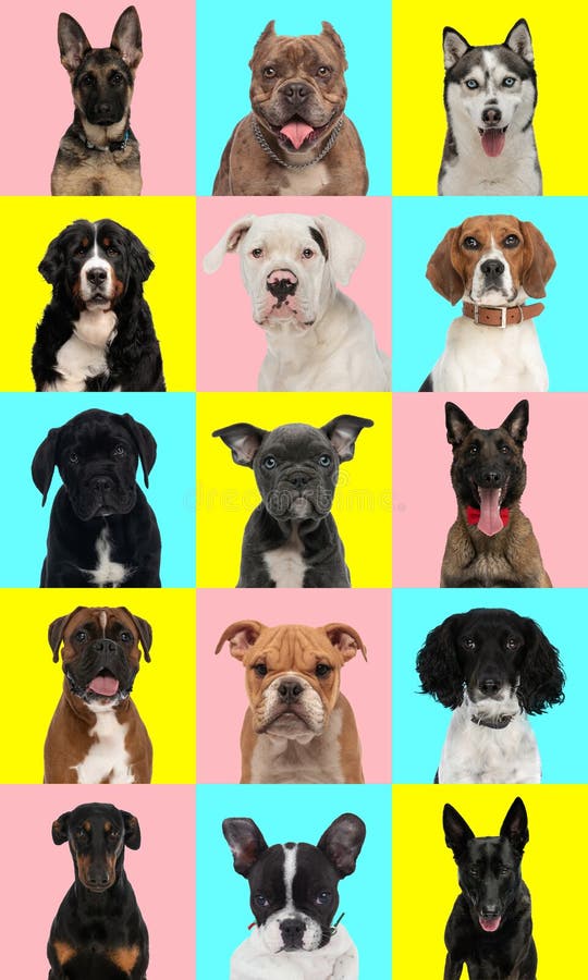 Collage of Different Types of Dog Breeds Stock Photo - Image of collage ...