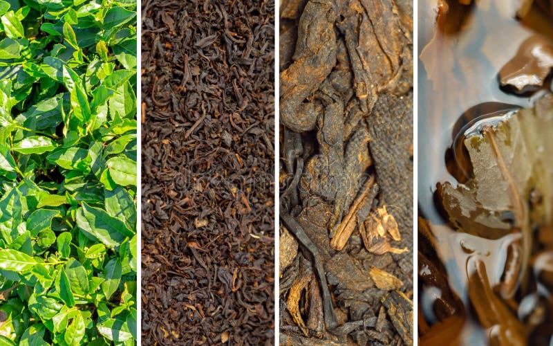Collage of Different Types of Dried Tea Leaves. Collage Tea, Close Up ...
