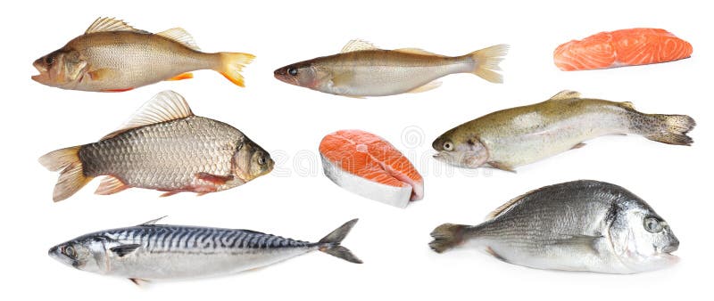 Collage with Different Types of Raw Fish on White Background Stock ...