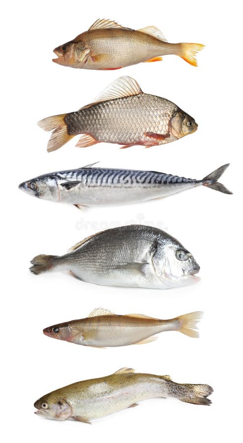 Collage with Different Types of Raw Fish on White Background Stock ...