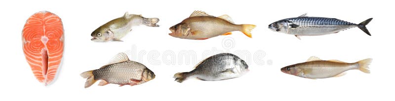 Collage with Different Types of Raw Fish on White Background Stock ...