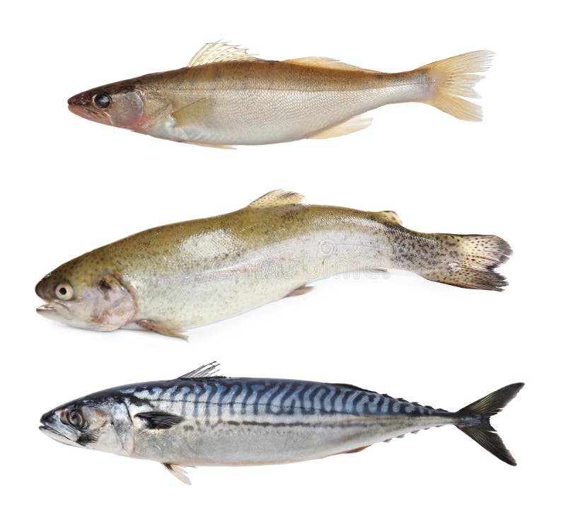 Collage with Different Types of Raw Fish on White Background Stock ...