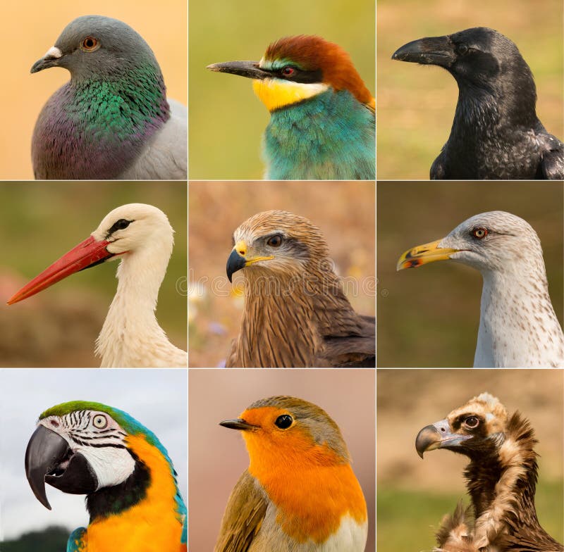 Collage with Differents Birds Stock Photo - Image of cute, beak: 98877124