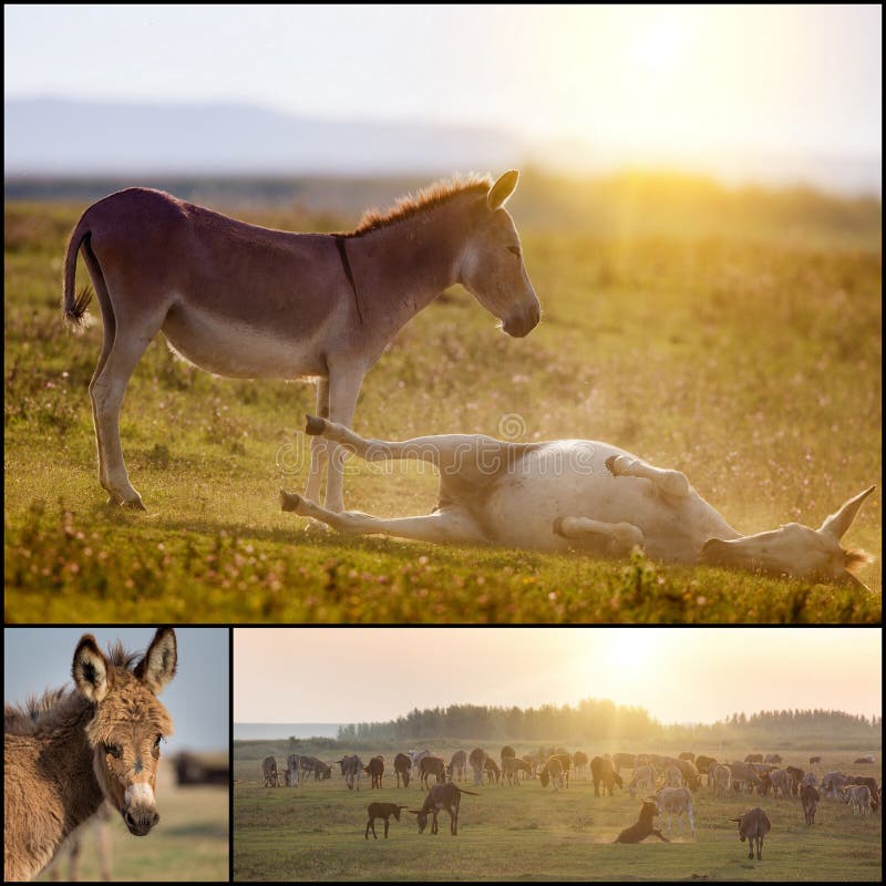 Mule stock image. Image of mare, bear, pack, rest, burden - 6629451