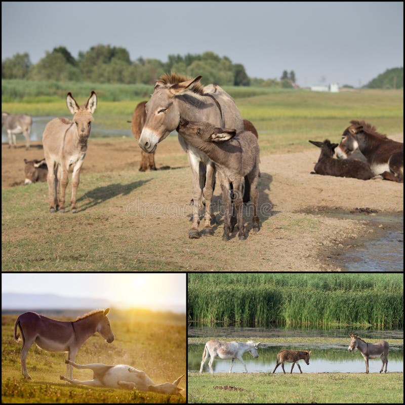Collage of donkeys stock photo. Image of foal, collection - 80327512