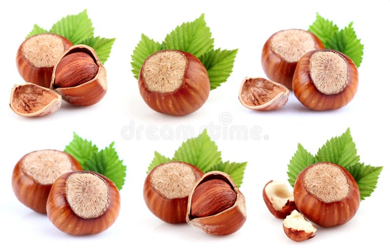 Filbert stock photo. Image of close, object, filbert, separately - 8372866