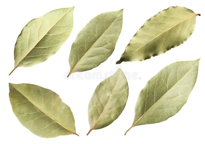 Collage with Dry Bay Leaves on White Background Stock Image - Image of ...