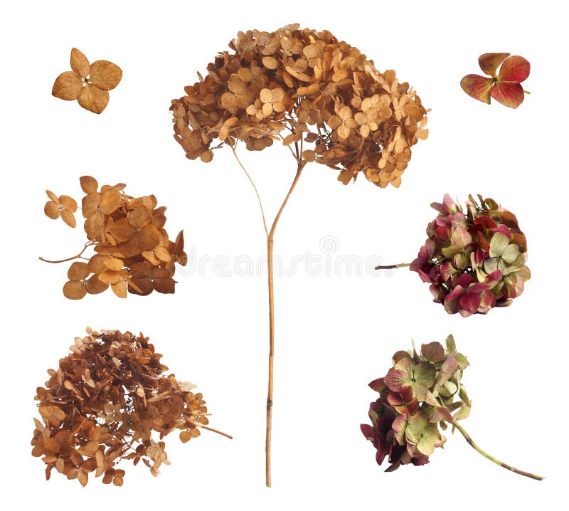 Collage with Dry Hortensia Hydrangea on White Background Stock Image ...