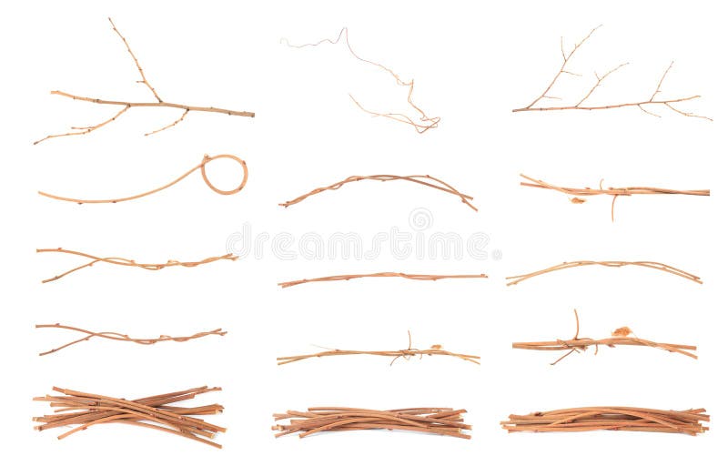 Collage with Dry Tree Twigs on White Background Stock Image - Image of ...