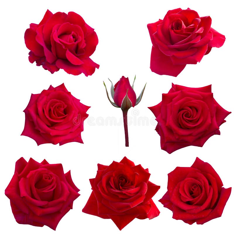 1,242 Eight Roses Photos - Free & Royalty-Free Stock Photos from Dreamstime
