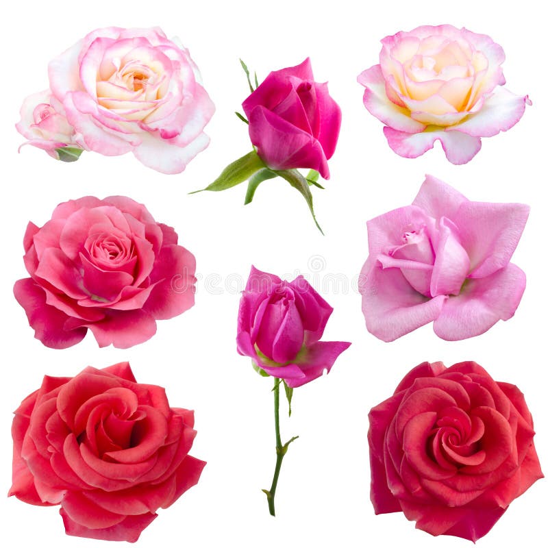 Collage of eight roses stock image. Image of copy, full - 53713469