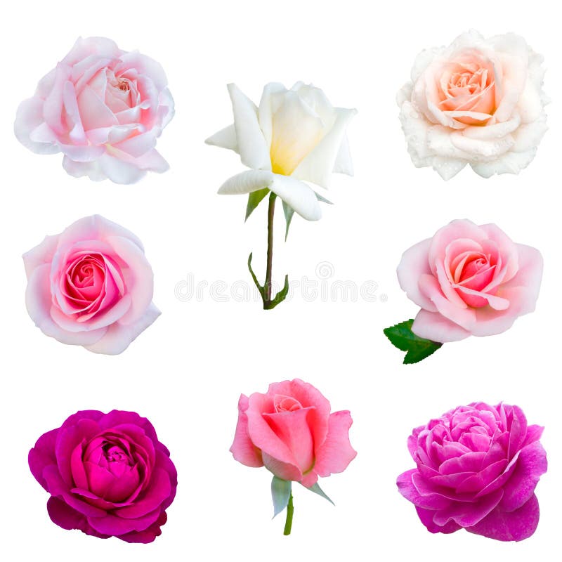 Eight Roses Seen from Above Stock Photo - Image of botany, flower: 2991168