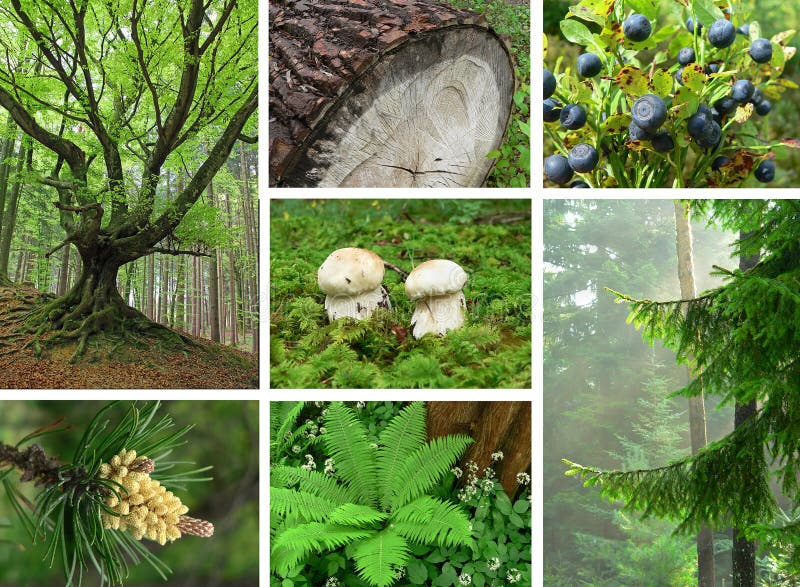 Collage - en el bosque imagen de archivo. Imagen de crecimiento - 37203275