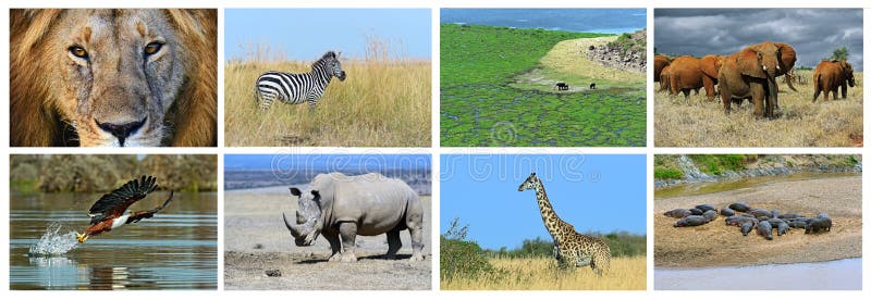 Collage fauna of Kenya stock photo. Image of wilderness - 78014132