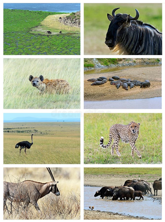 Collage fauna of Kenya stock photo. Image of nature, ostrich - 79323782