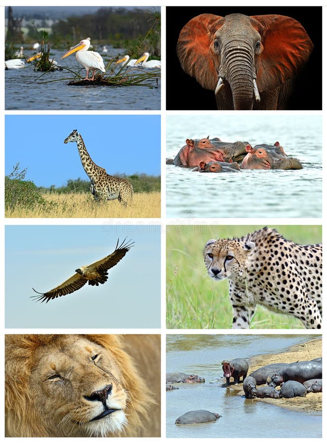 Collage fauna of Kenya stock image. Image of elephant - 79328019
