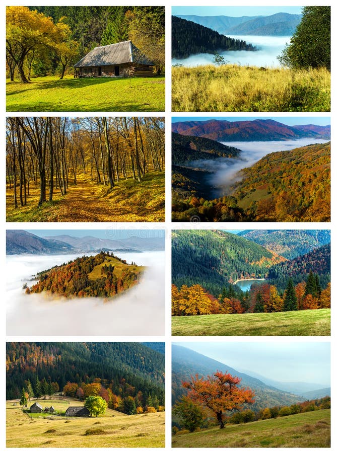 Collage fauna of Kenya stock photo. Image of wildebeest - 79328068