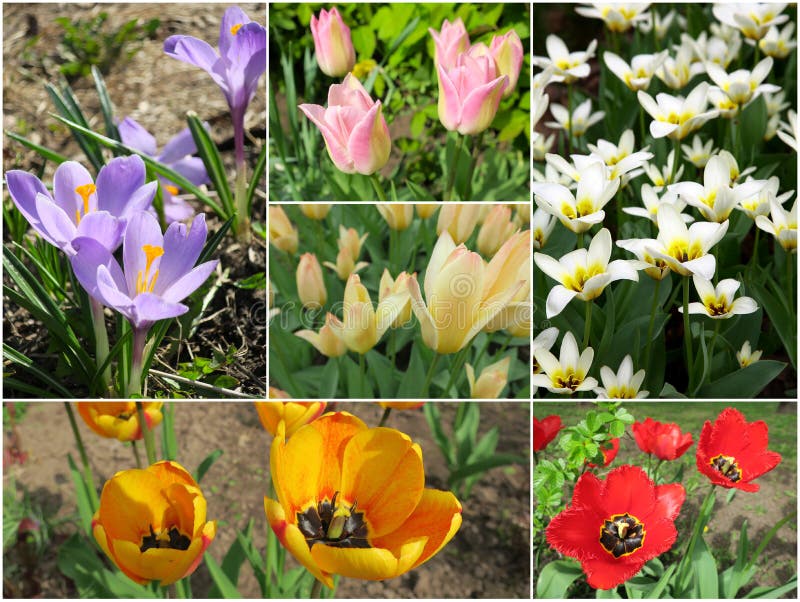 Spring flowers collage stock image. Image of white, beautiful - 30122249