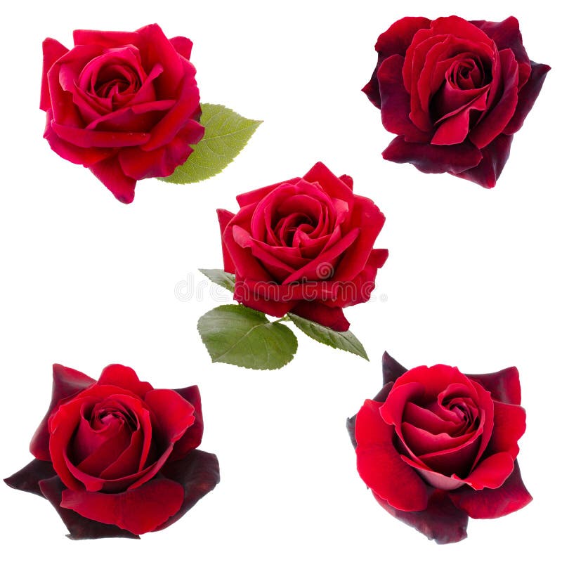 Collage of Five Dark Red Roses Stock Photo - Image of concepts, close ...
