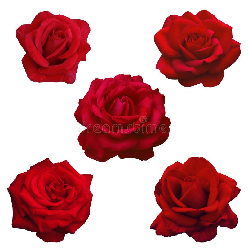 Collage of Five Dark Red Roses Stock Photo - Image of concepts, close ...