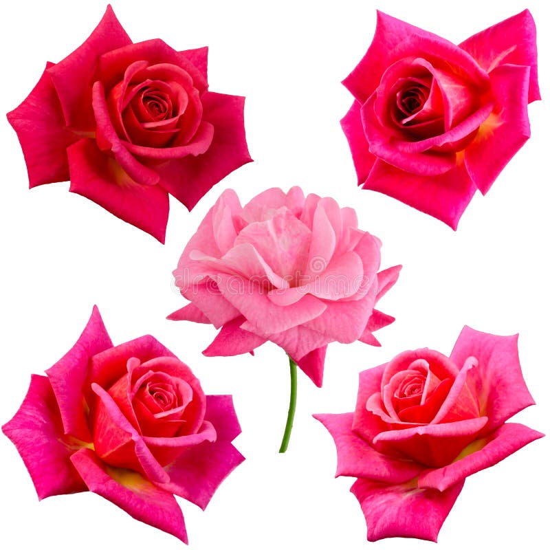 Pink Rose Flowers and Buds Line Arrangement Stock Image - Image of ...