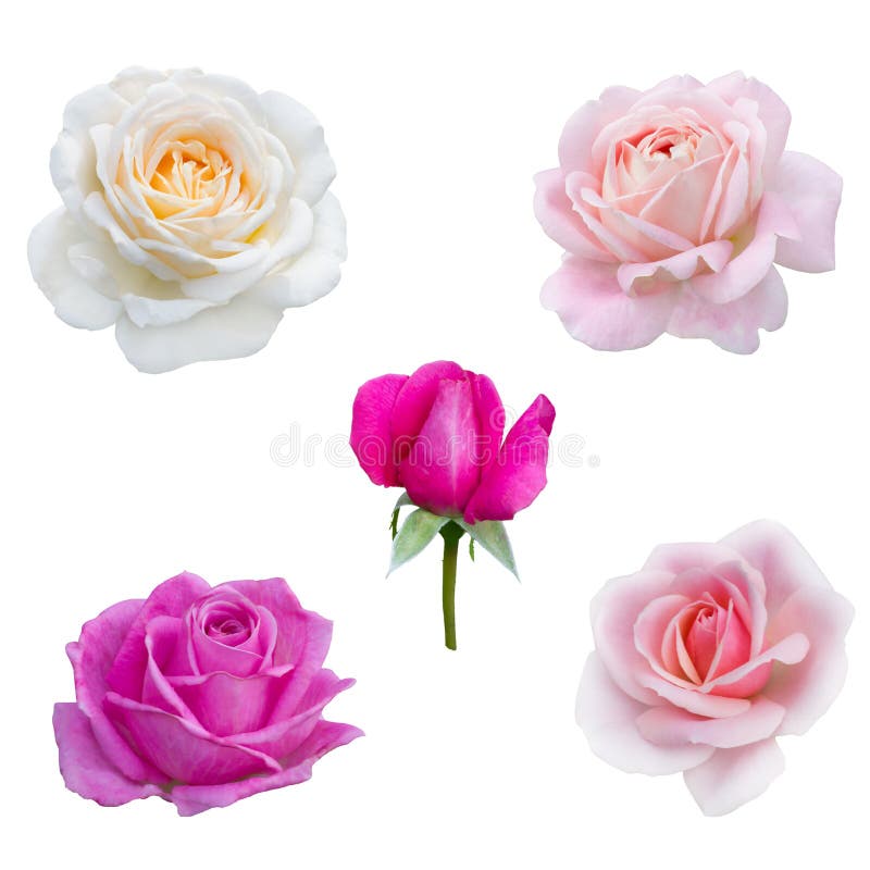 1,916 Five Roses Stock Photos - Free & Royalty-Free Stock Photos from ...